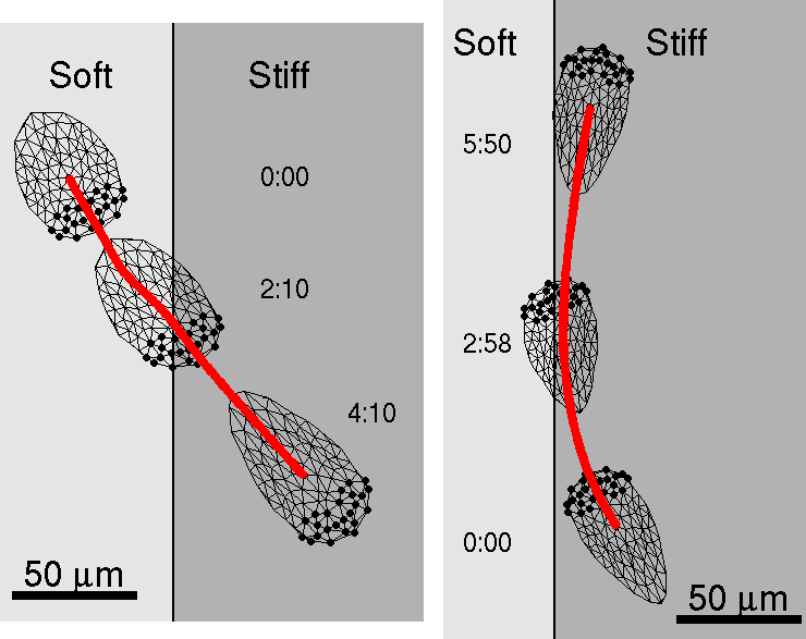 Summaryfor calculated cell speed, projected cell area and active force ...