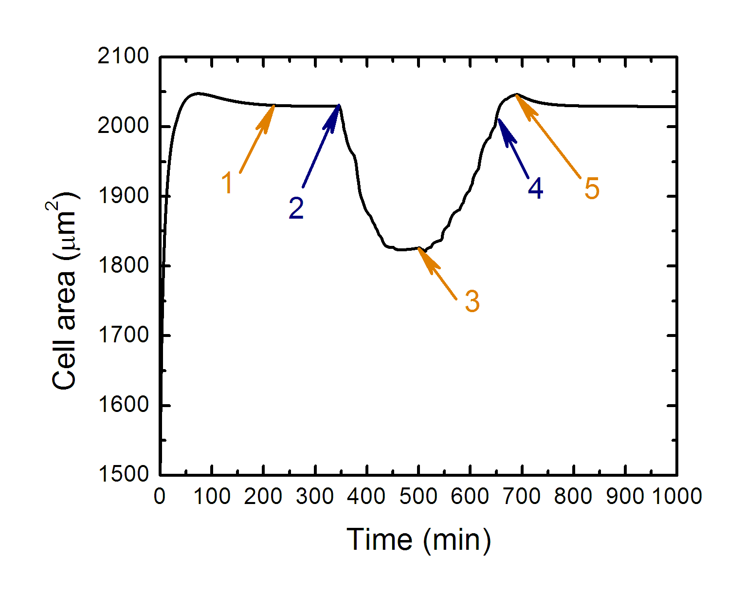 Projectedcell area as the function of time along cell trajectory while ...